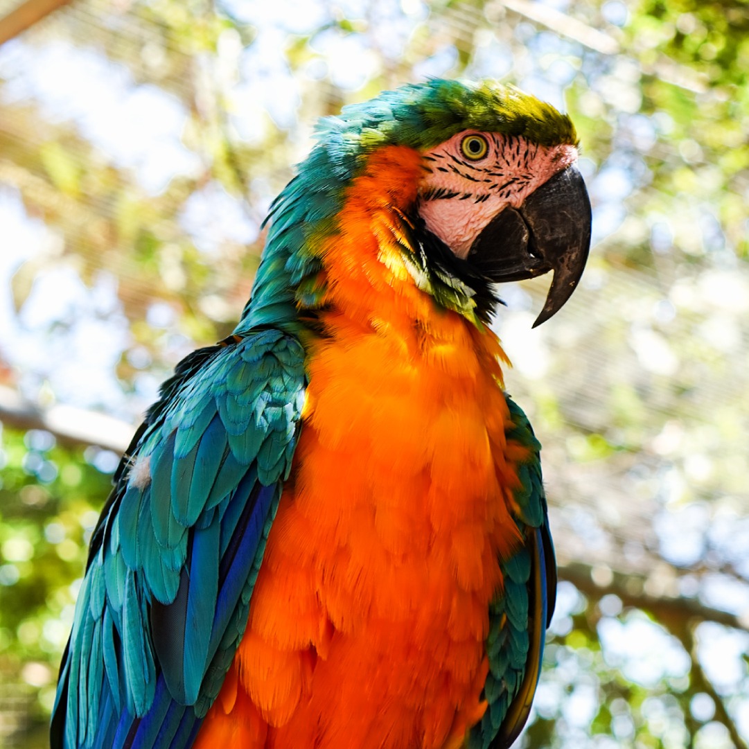 Lagos Zoo